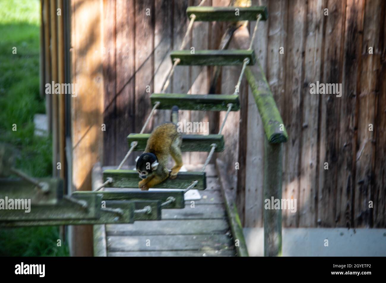 Squirrel monkey climbing in the tree Stock Photo - Alamy