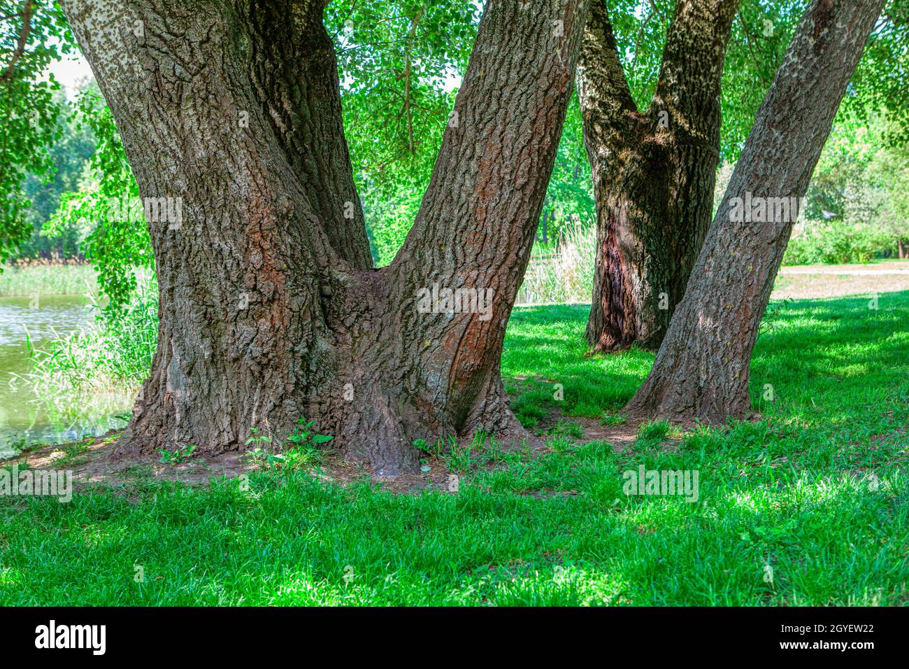 Trees and green grass growing on the lake shore . Coastal poplars on ...