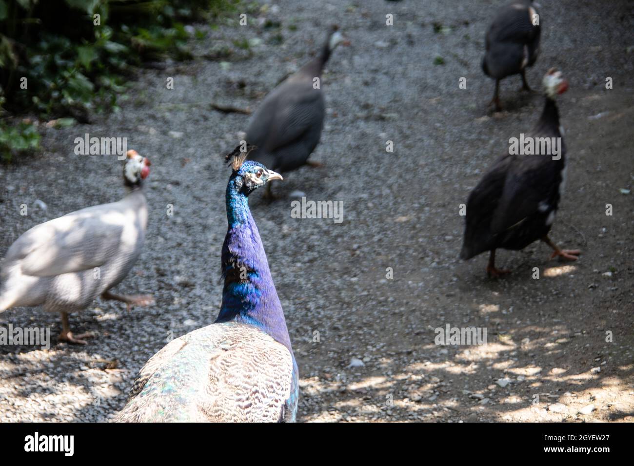 Guinea fowl and peacock run around pecking food Stock Photo - Alamy