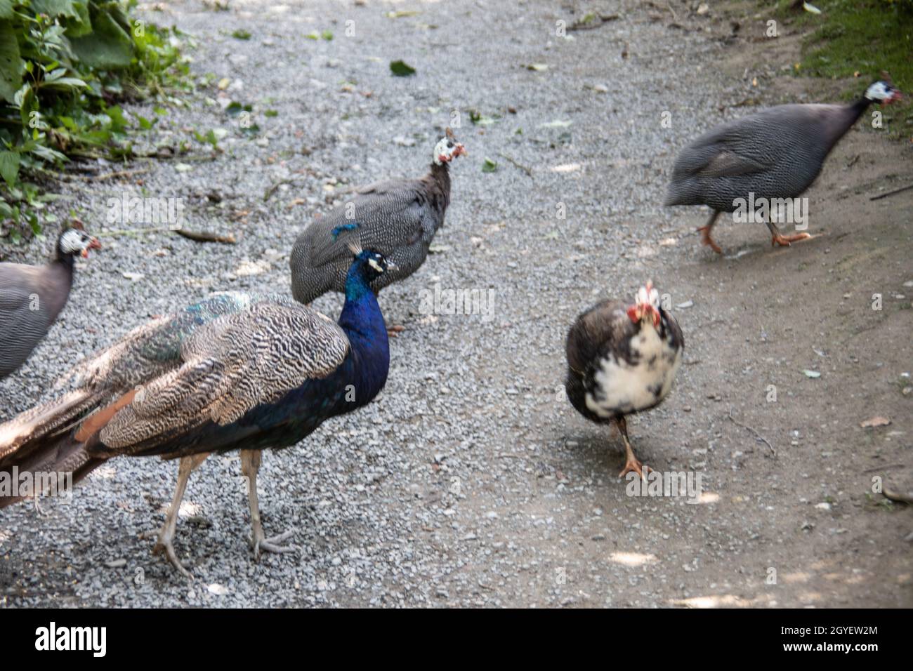 Guinea fowl and peacock run around pecking food Stock Photo - Alamy