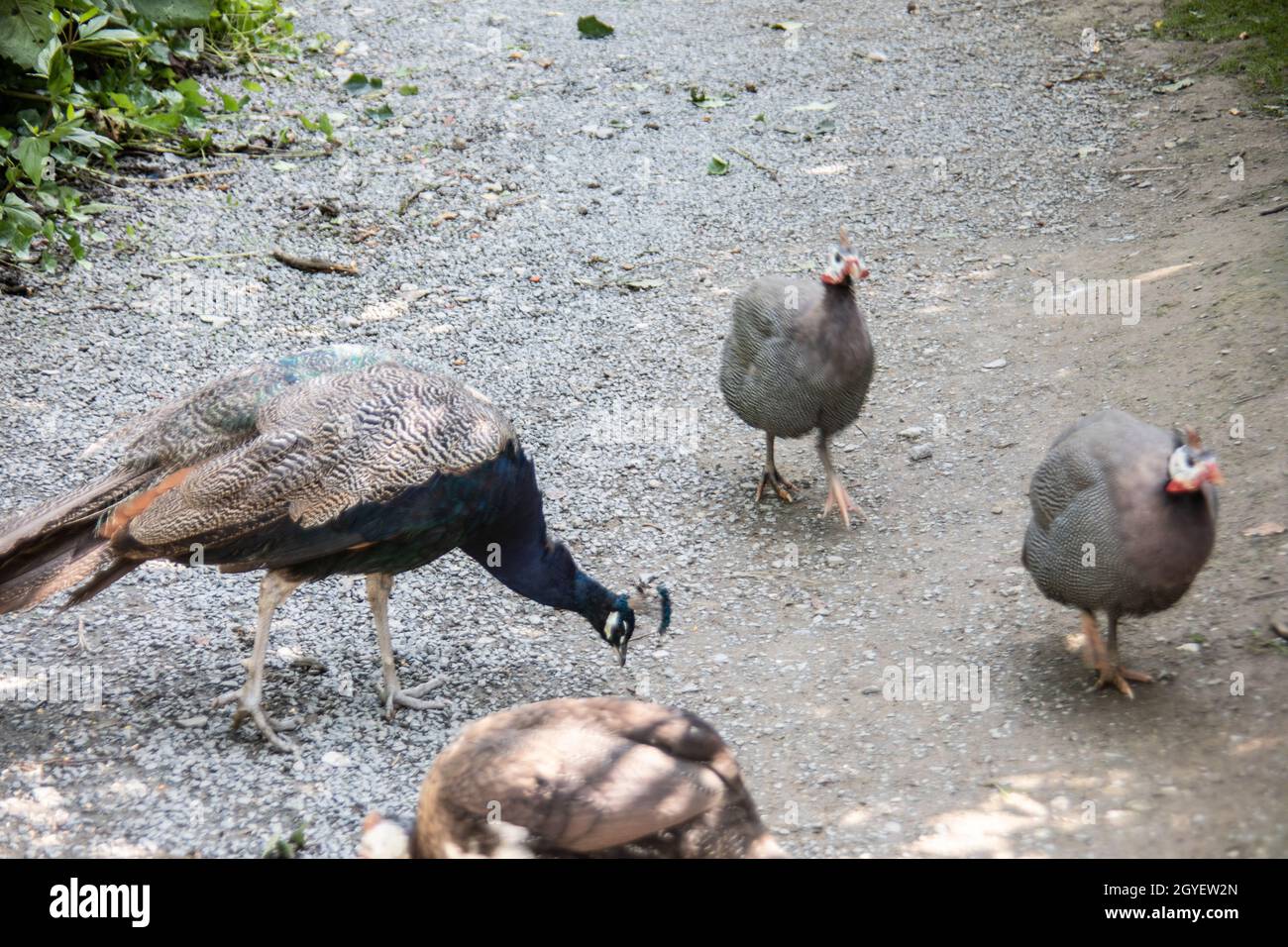 Guinea fowl and peacock run around pecking food Stock Photo - Alamy