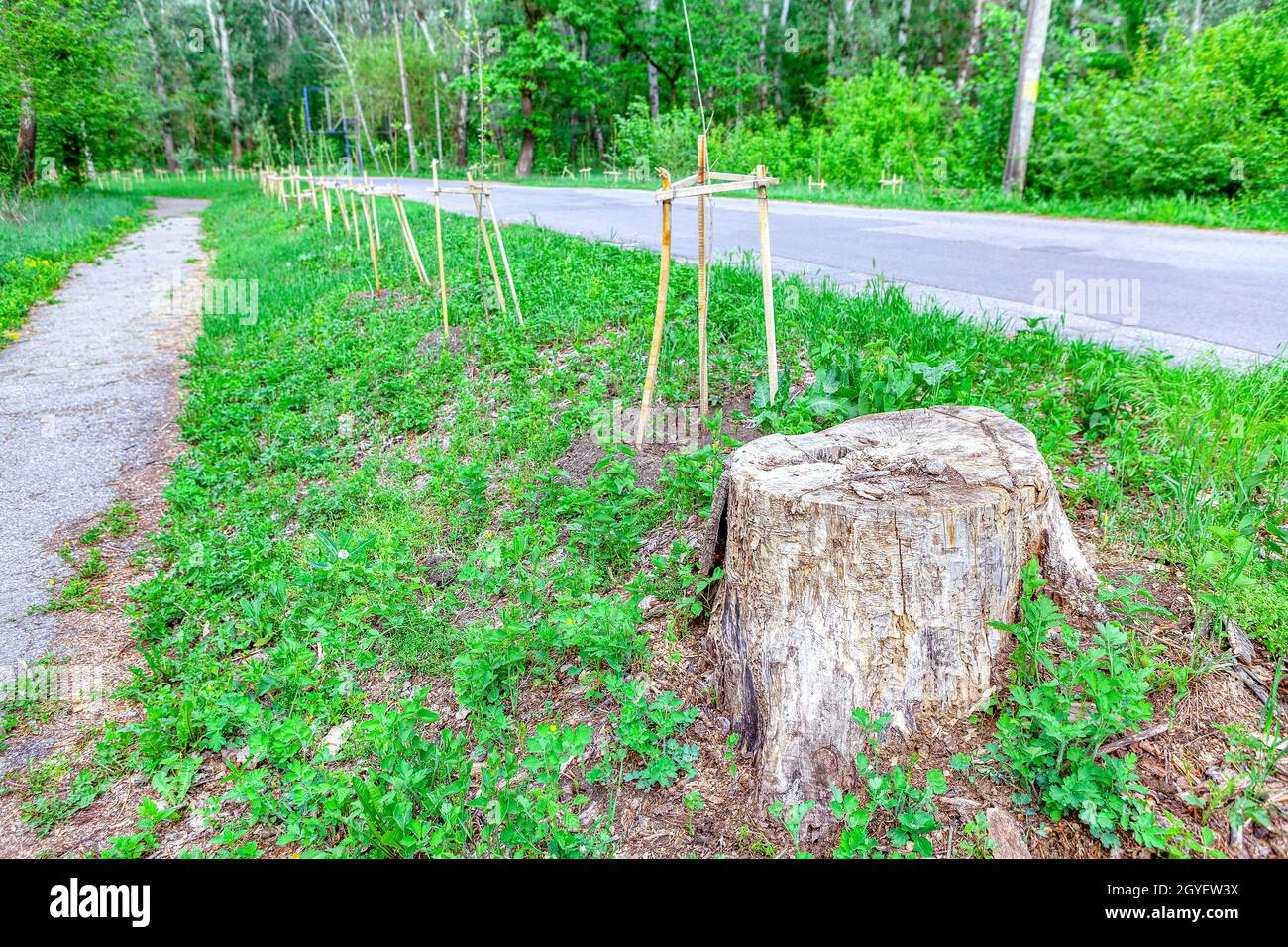 Alley with walking path . Old stump in the city park Stock Photo - Alamy