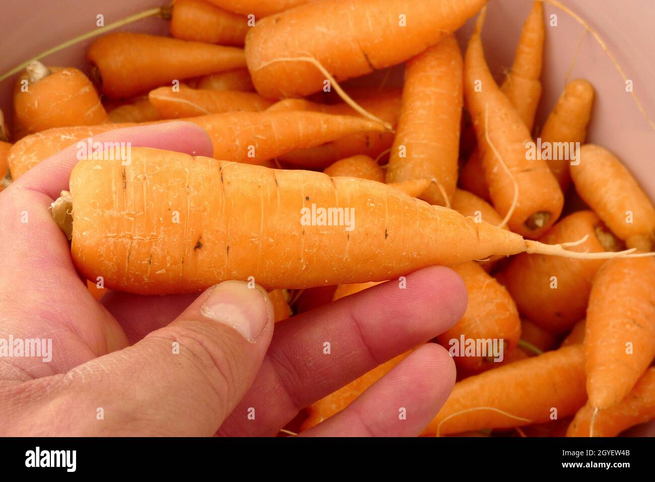fresh and organic carrot,close-up orange carrot Stock Photo - Alamy