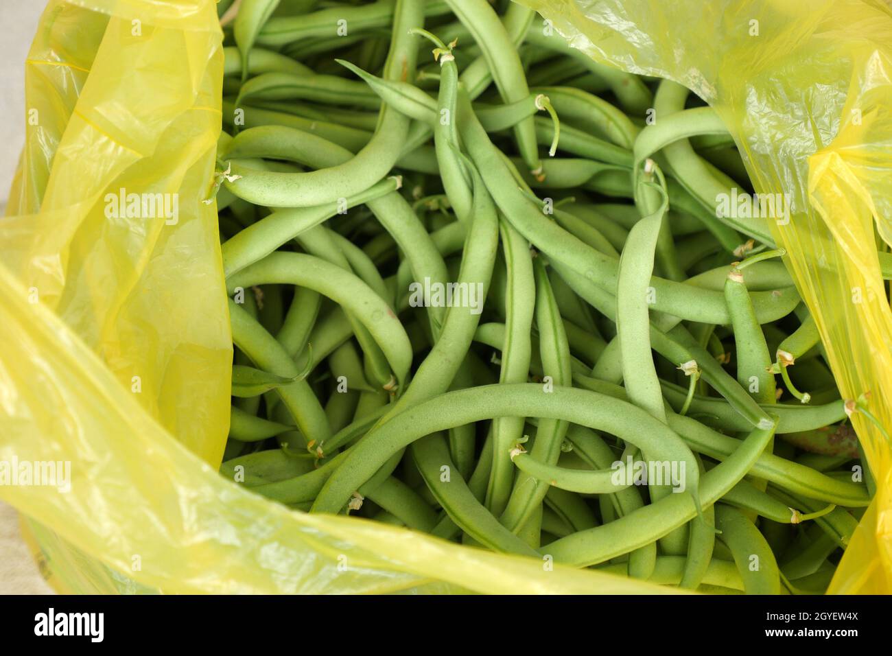 fresh green beans for cooking, seedless fresh beans, american atlantis ...