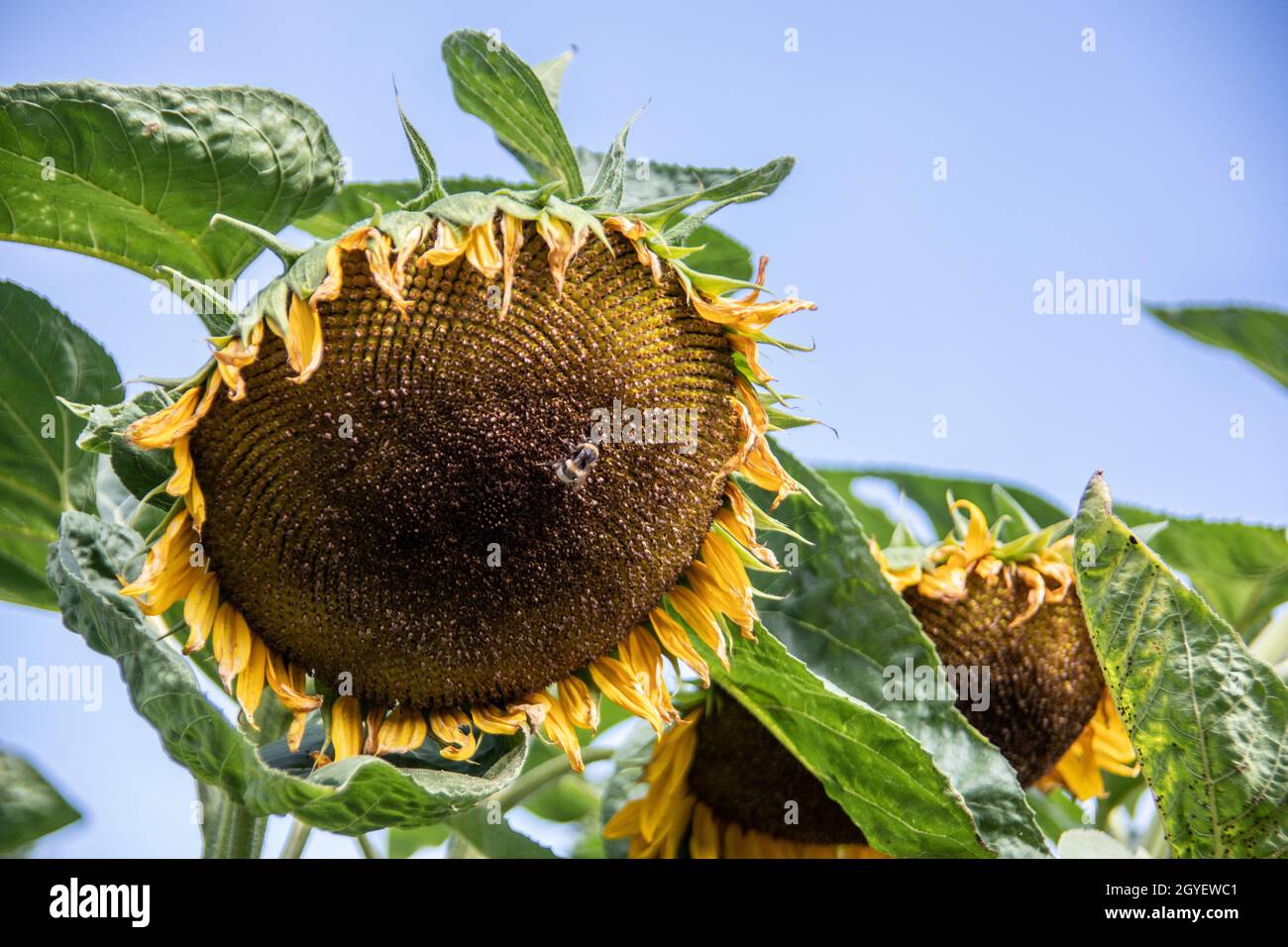 Sunflower large ripe flowers hi-res stock photography and images - Alamy