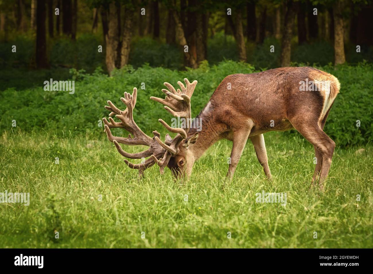 Deer with big horns near the forest Stock Photo - Alamy