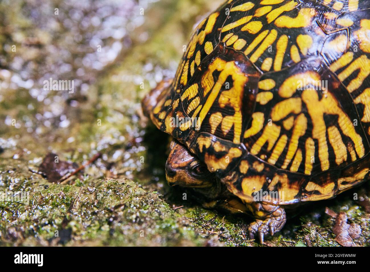 Yellow shell rocks hi-res stock photography and images - Alamy