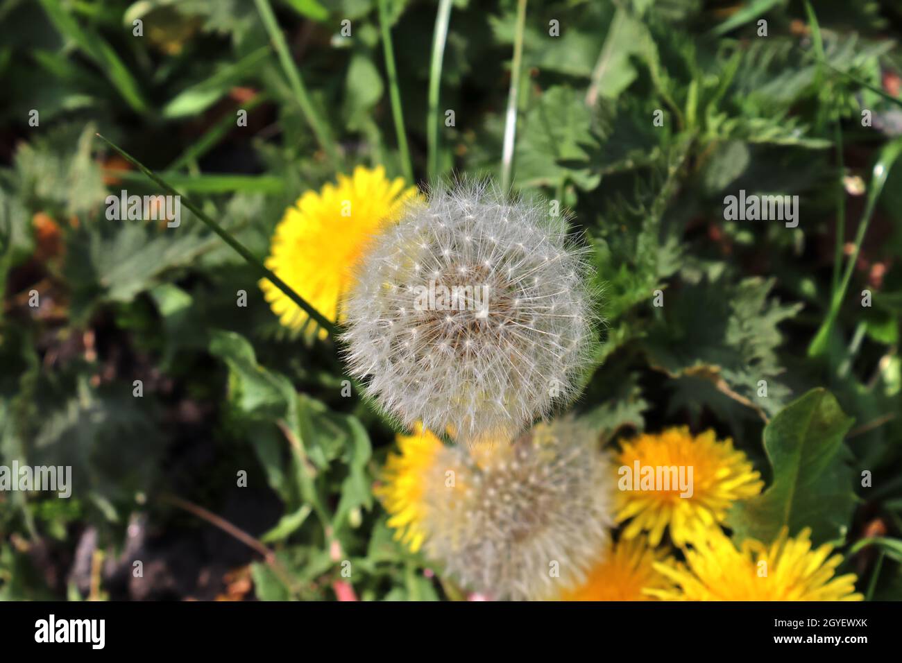 Close up view at a blowball flower found on a green meadow full of ...