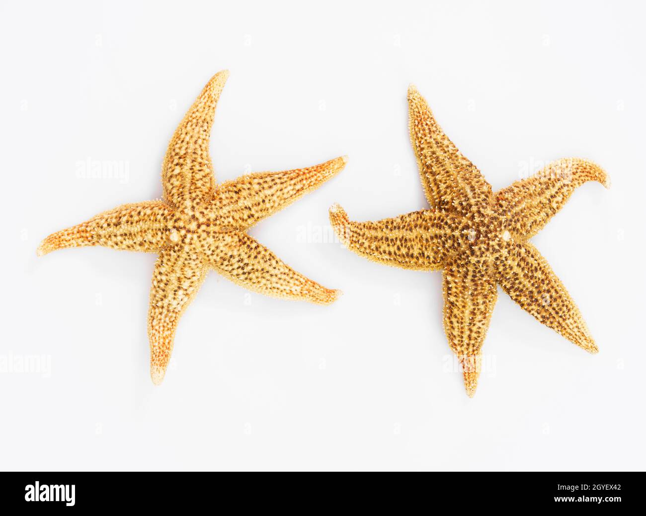 Starfish texture Cut Out Stock Images & Pictures - Alamy