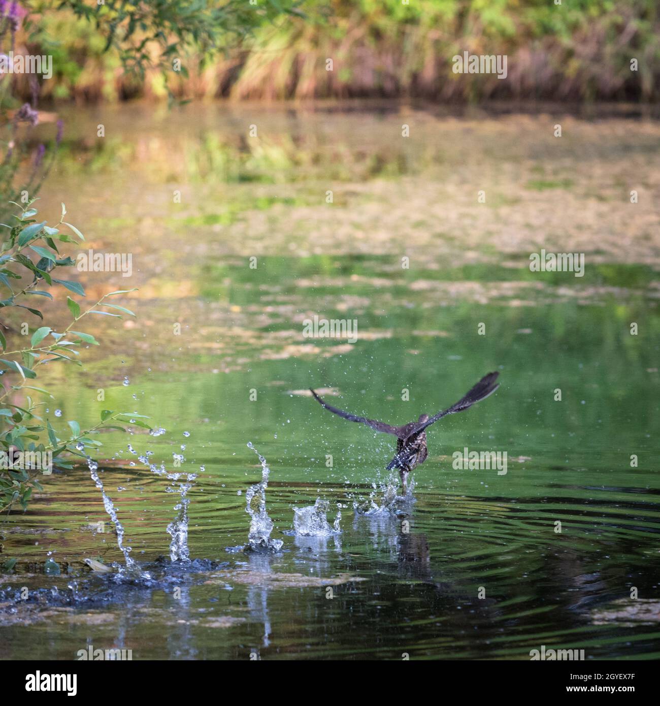 Water bird takes off from the water of a small pond Stock Photo - Alamy