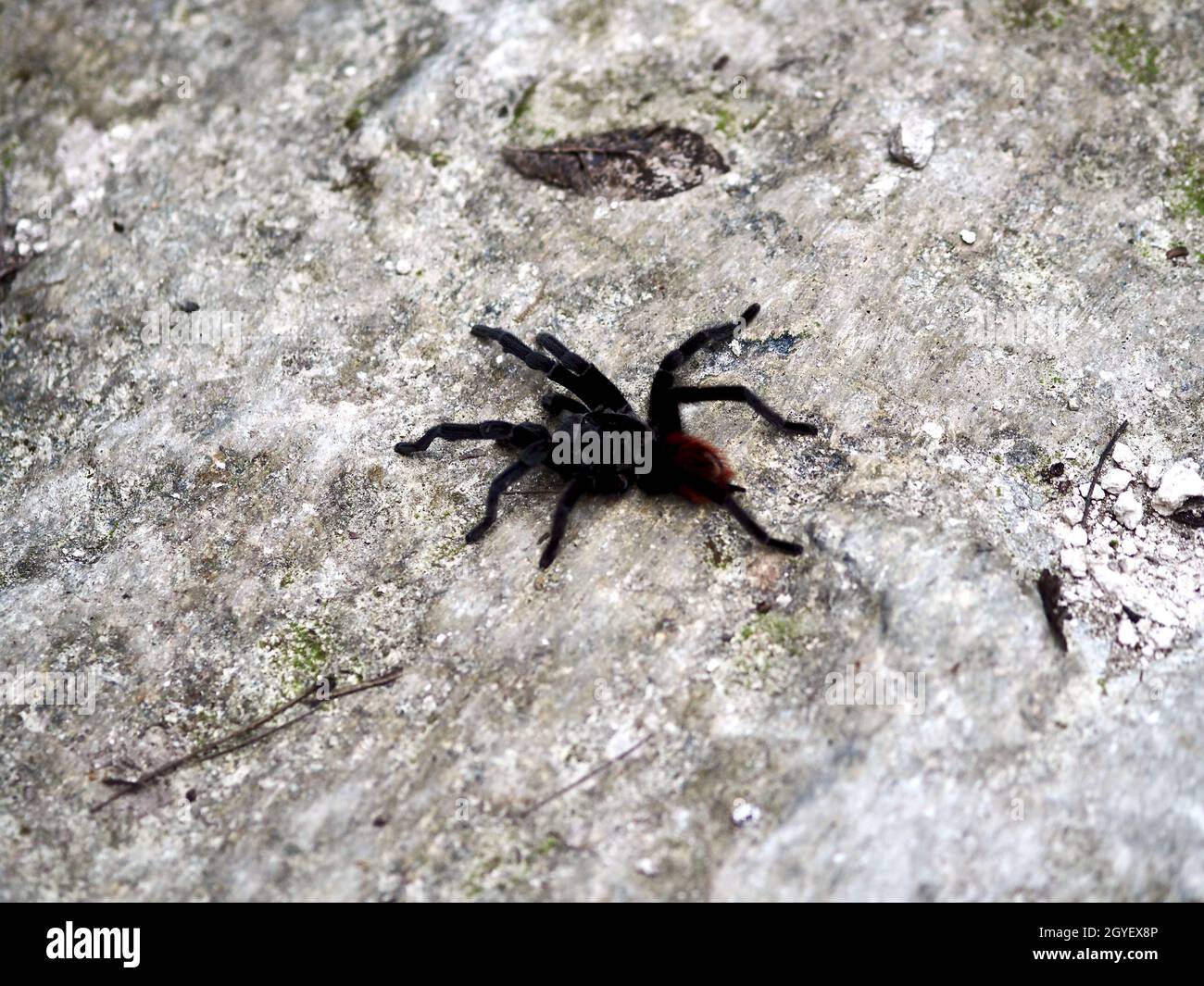 Closeup shot of a big black spider walking on the rocky ground Stock ...
