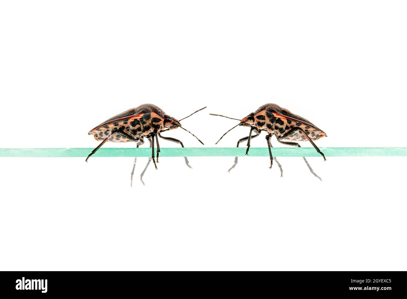 Crawl control Cut Out Stock Images & Pictures - Alamy