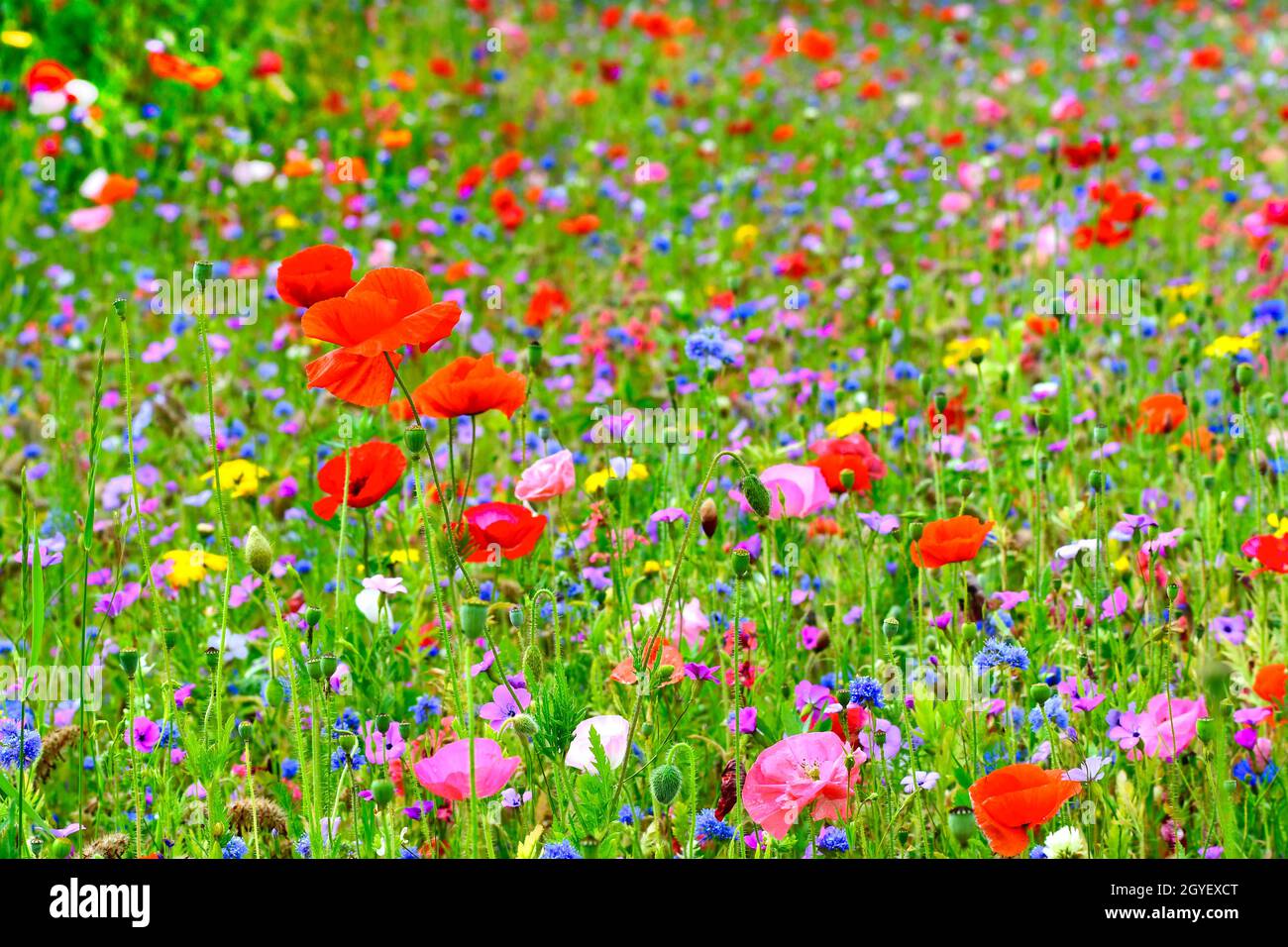 A beautiful flower meadow with different colorful field flowers. The ...