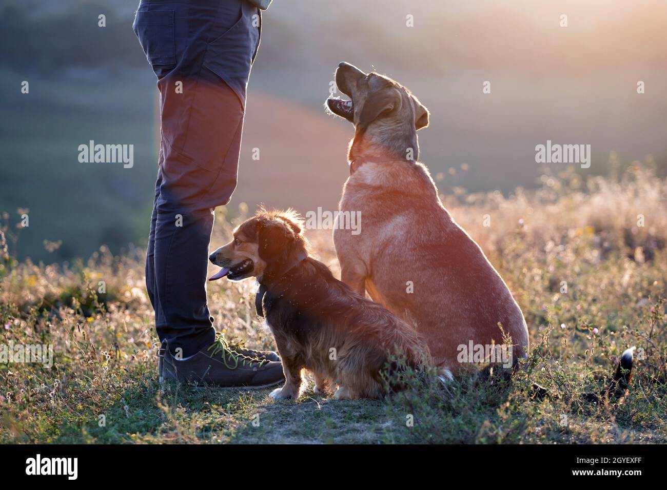 Man teaching and training his dogs outdoor in summer sunset Stock Photo ...