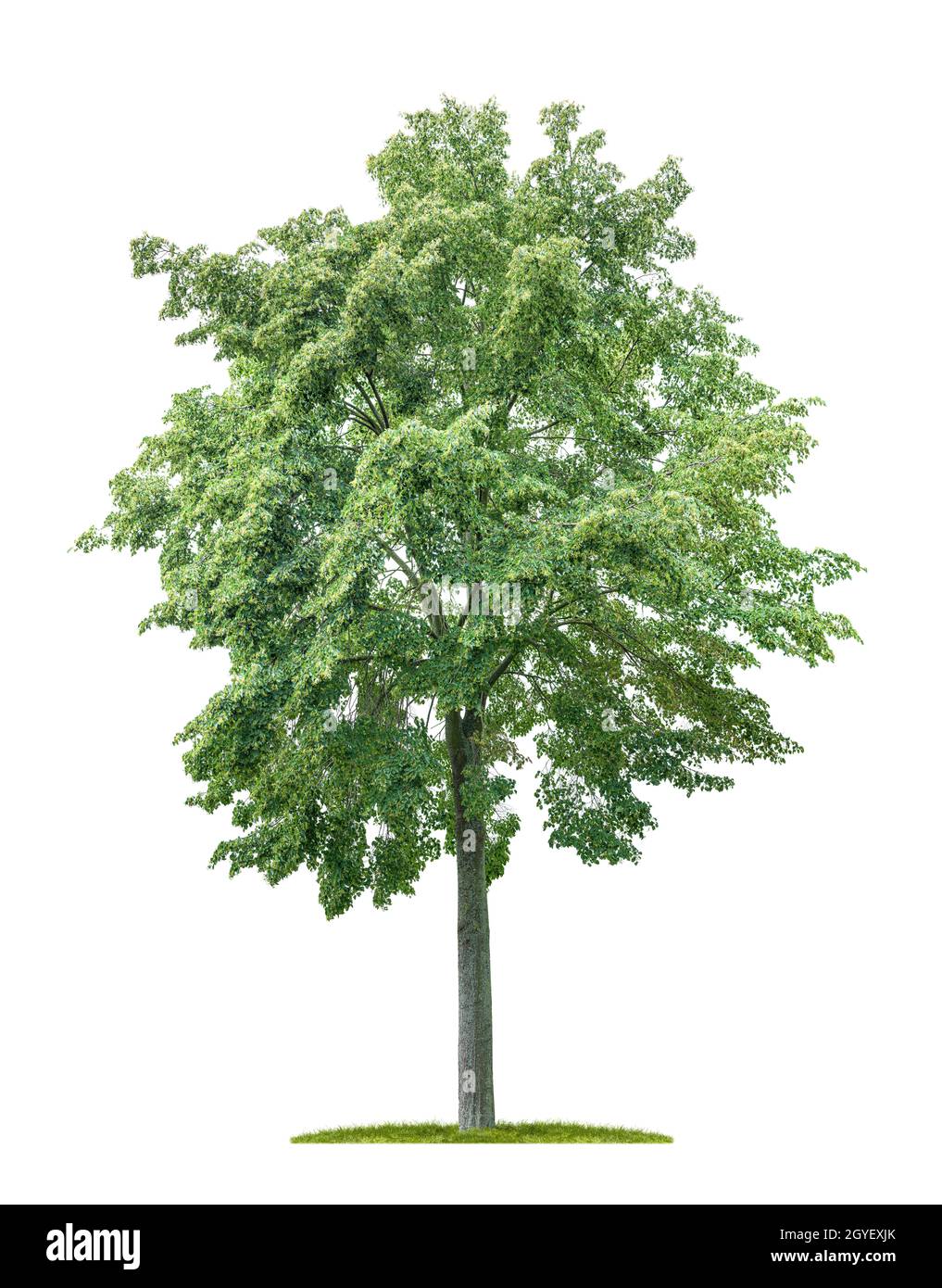 Isolated lime tree on a white background Stock Photo - Alamy