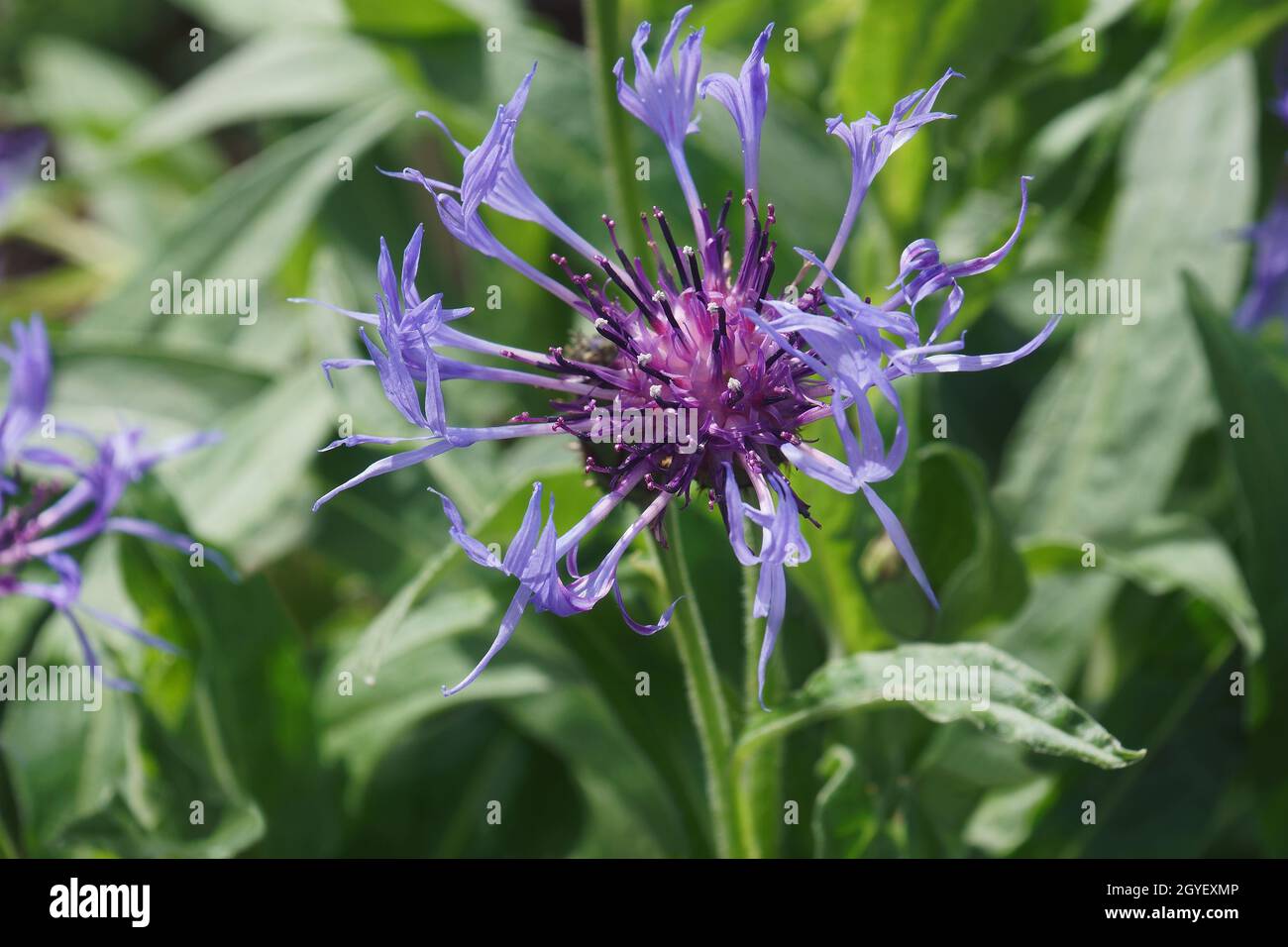Perennial cornflower (Centaurea montana). Called Mountain cornflower ...