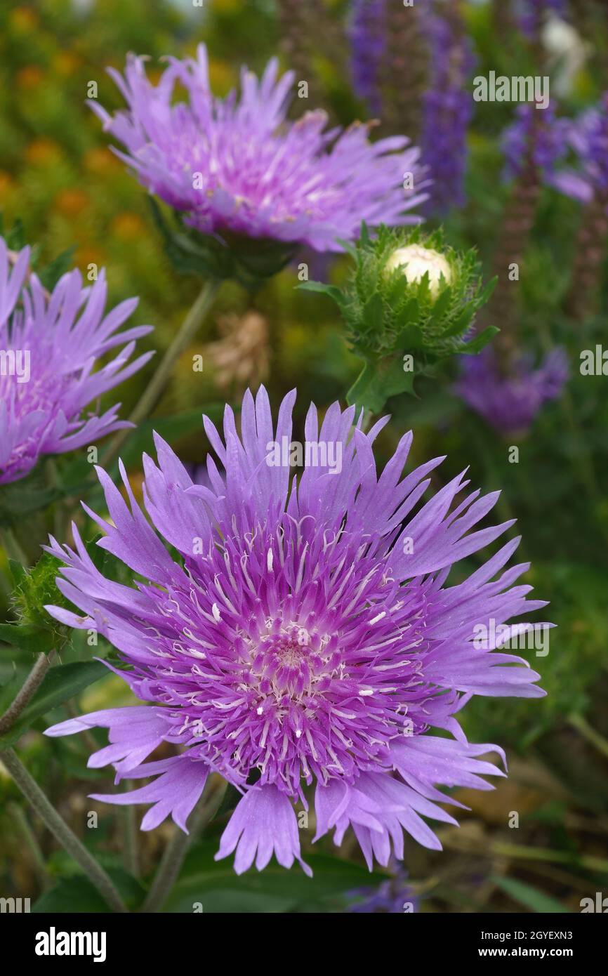 Stockesia (Stokesia laevis). Called Stokes aster also Stock Photo - Alamy