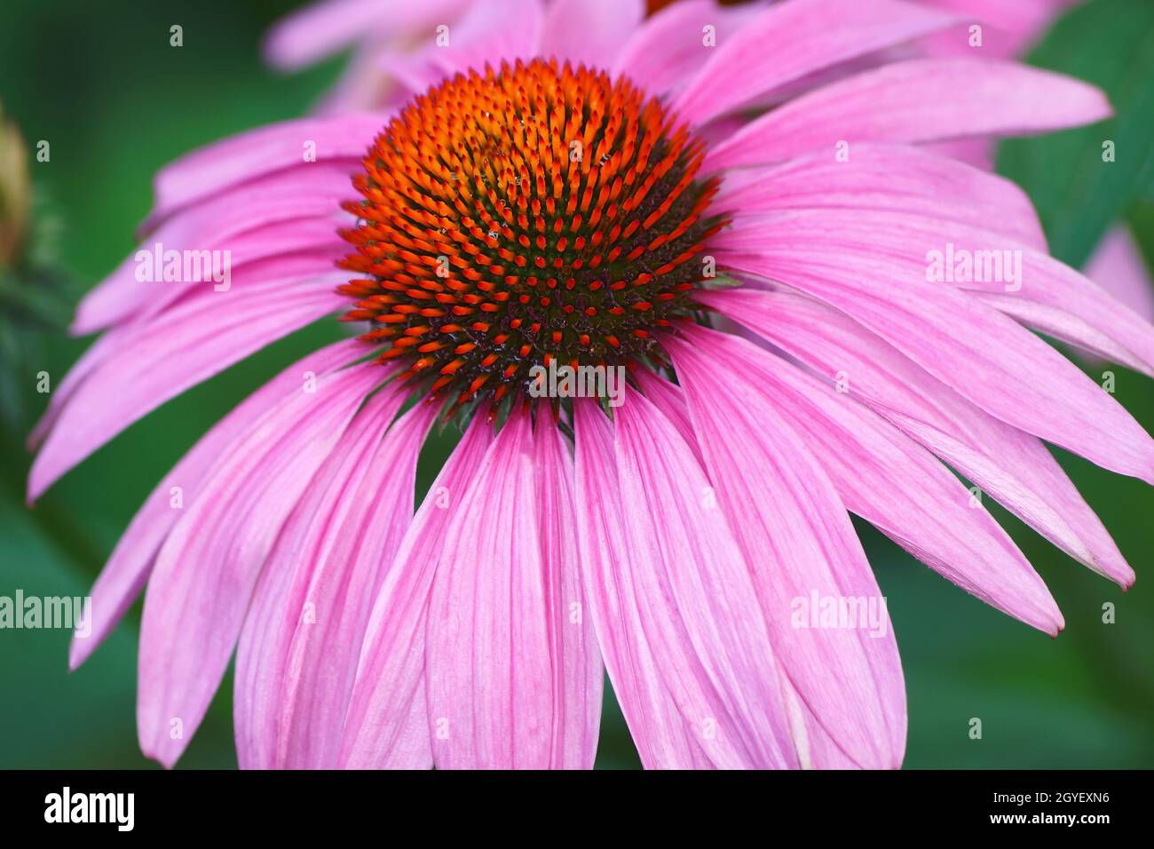 Purple coneflower (Echinacea purpurea). Called Eastern purple ...
