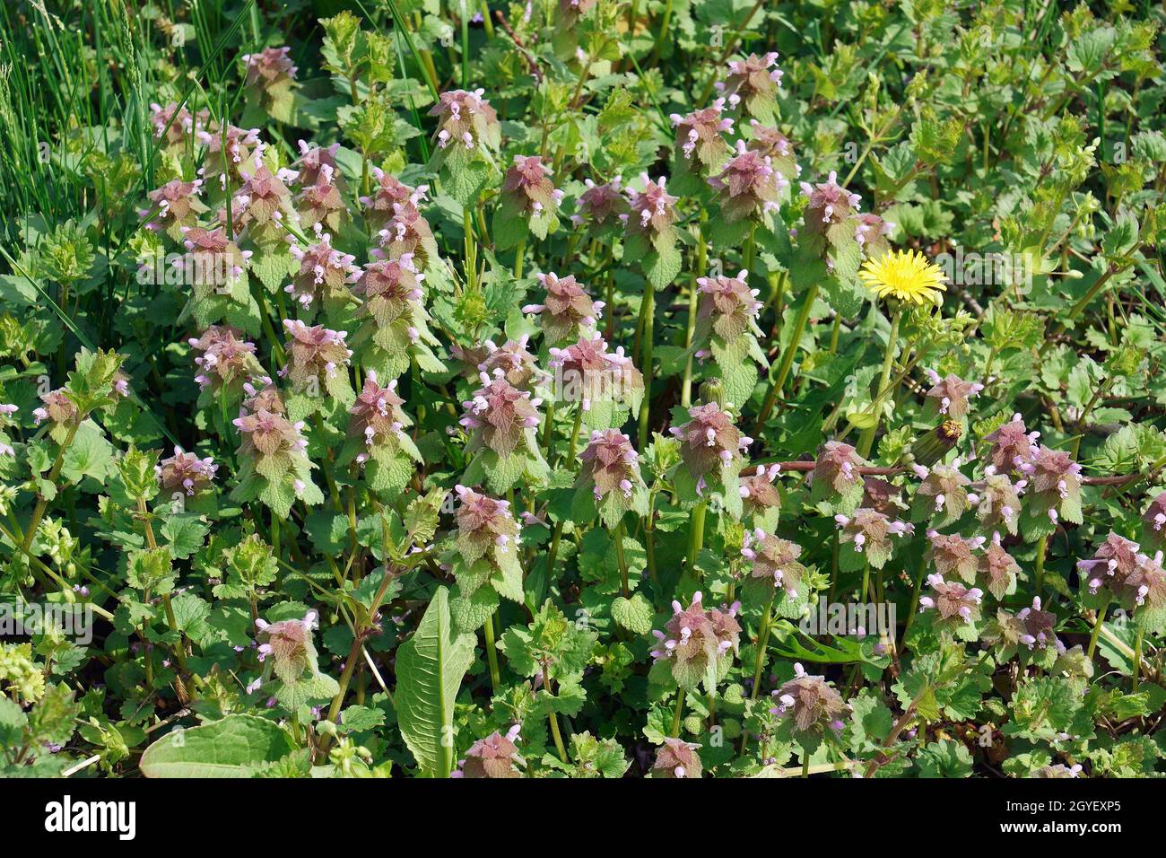 Red dead-nettle (Lamium purpureum). Called Purple dead-nettle and ...