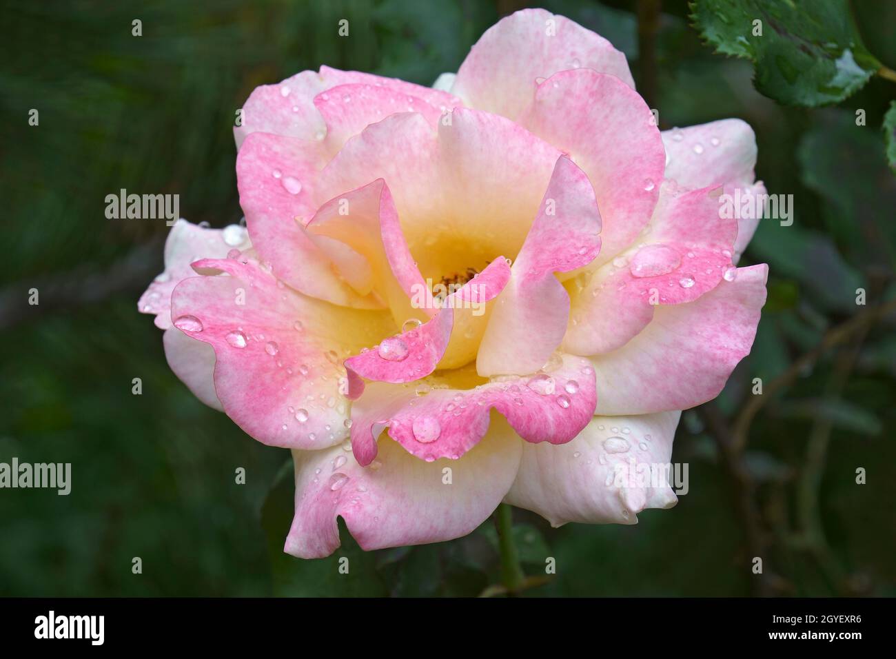 Hybrid rose (Rosa Stock Photo - Alamy