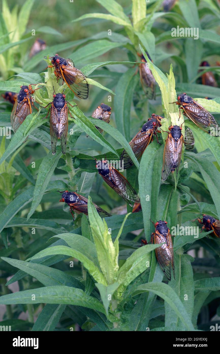 Pharaoh cicada (Magicicada septendecim). Called 17-year locust also ...