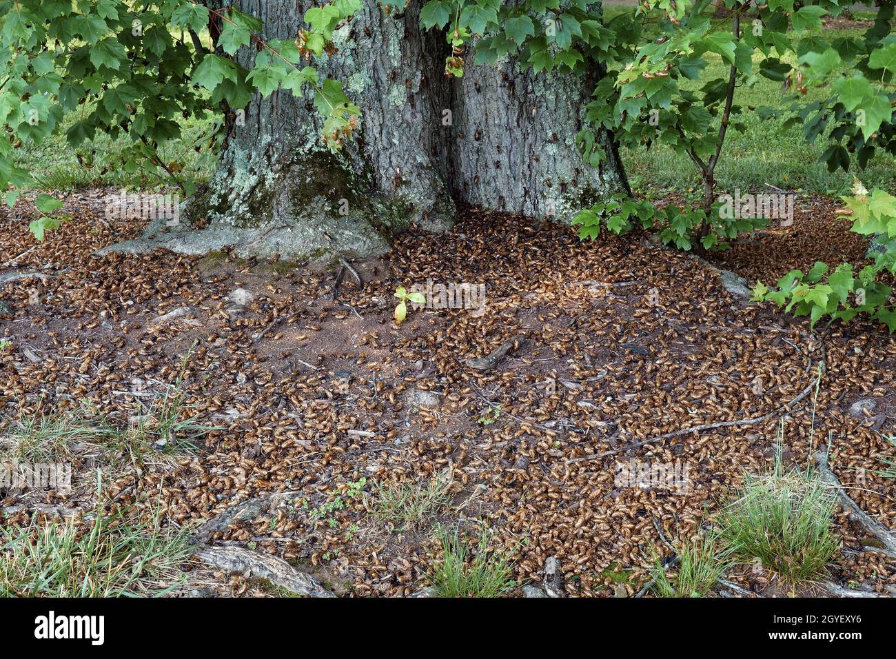 Pharaoh cicada (Magicicada septendecim). Called 17-year locust also ...