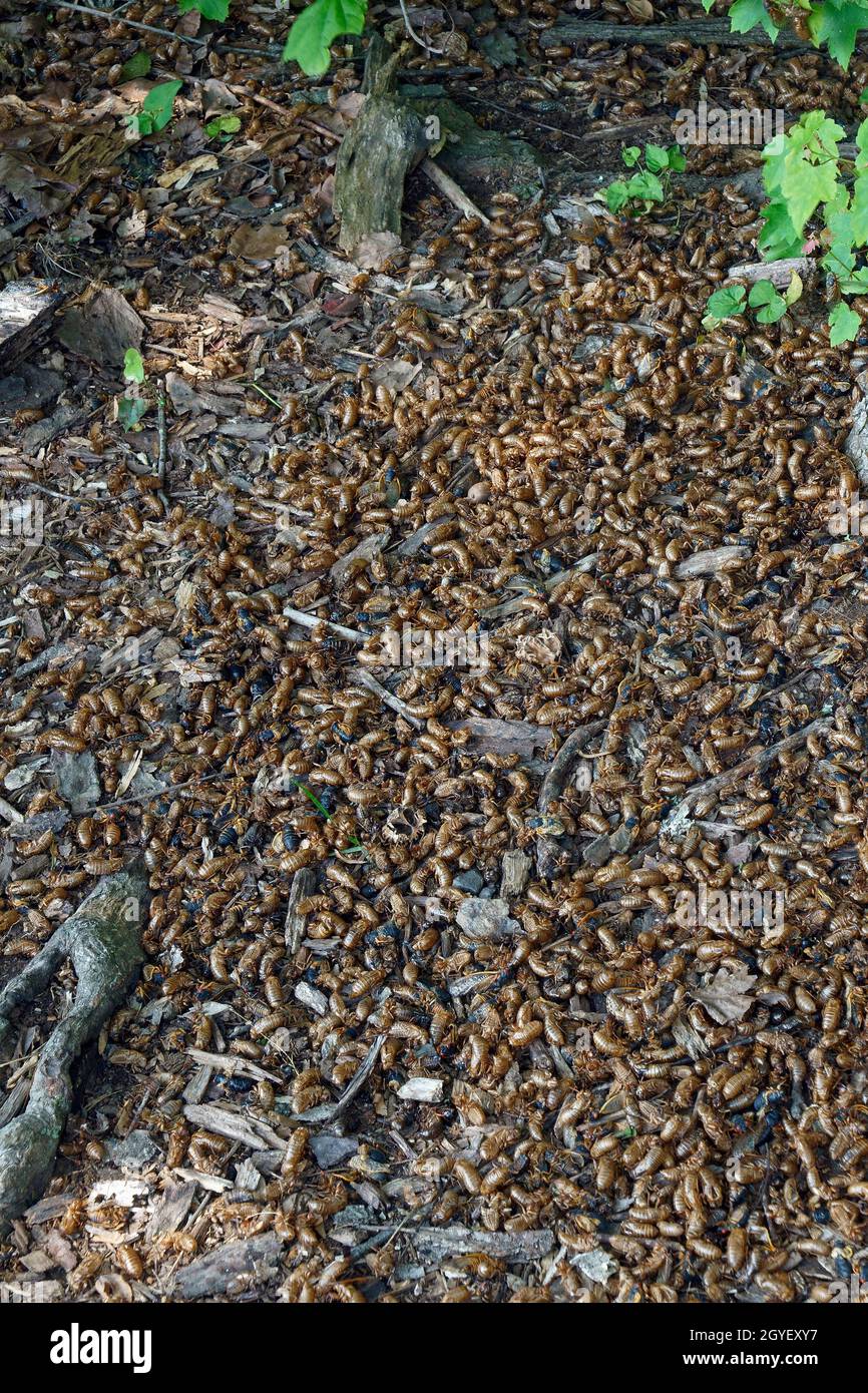 Locust shell hi-res stock photography and images - Alamy