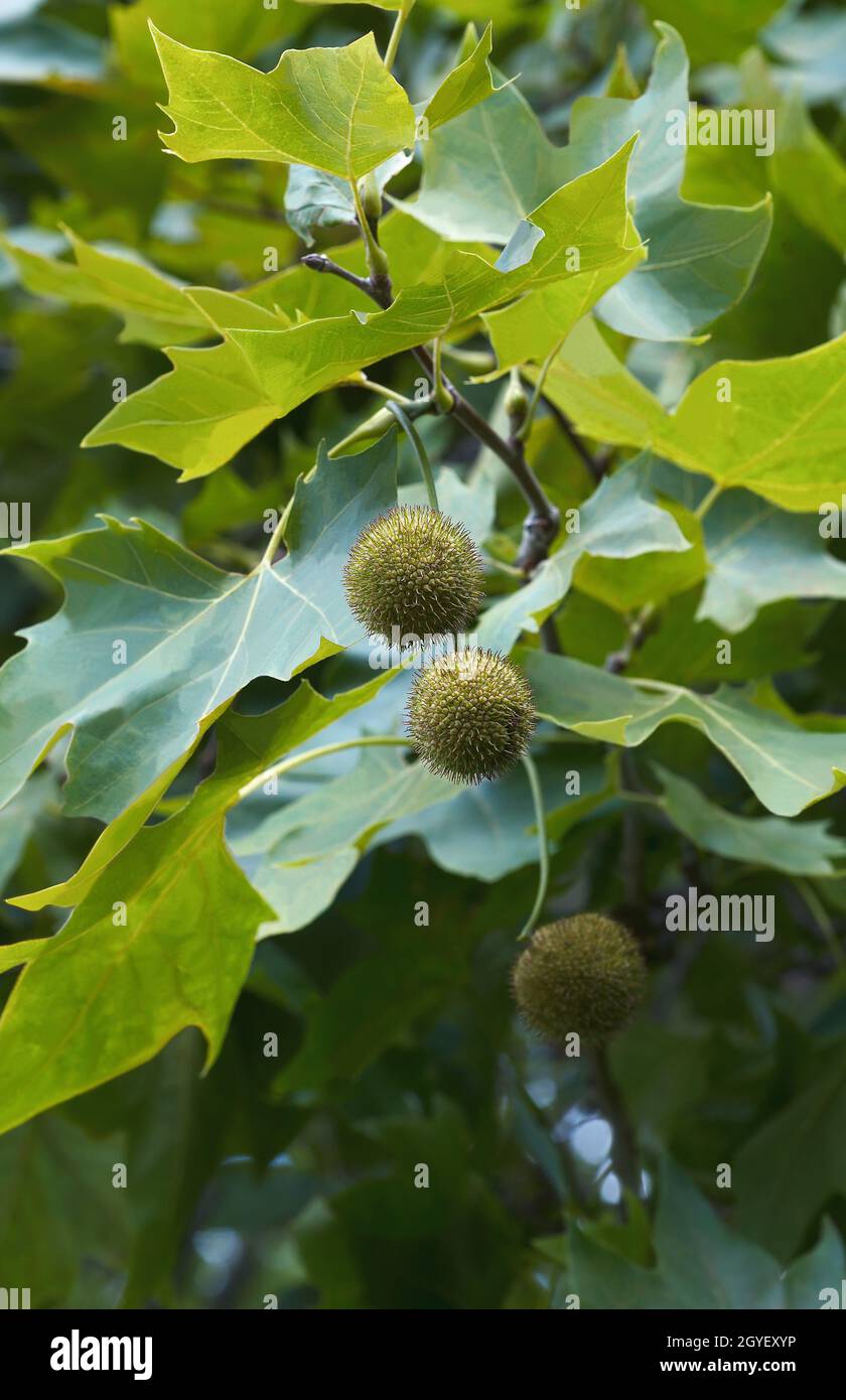 American sycamore (Platanus occidentalis). Called American planetree ...