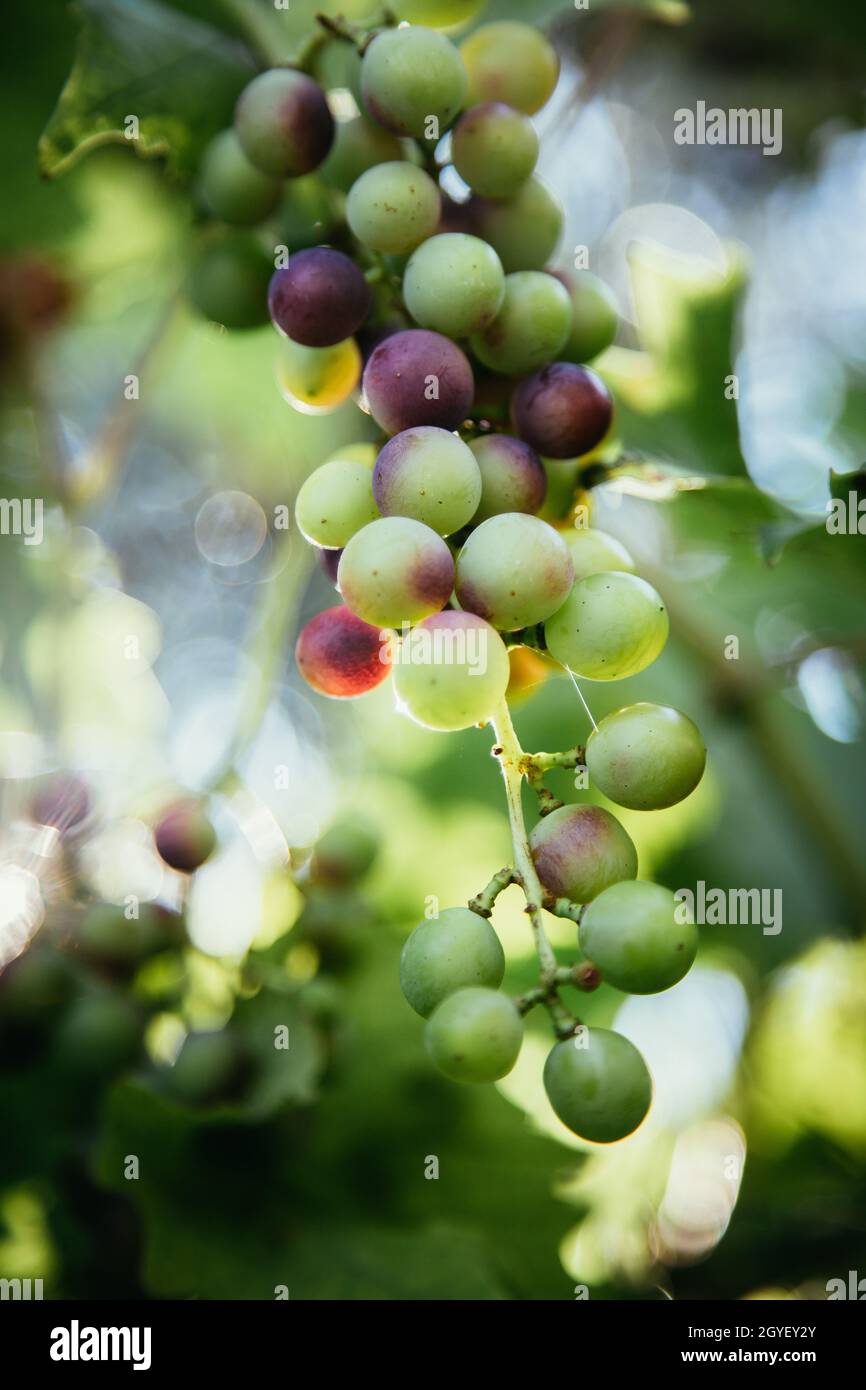 Close up of vine grapes in Italy, Sunshine Stock Photo - Alamy