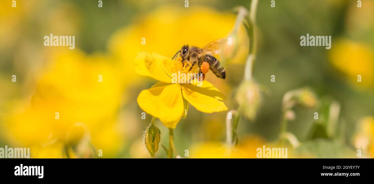 Closeup of insect in its ecosystem environment. Animal is flying to ...