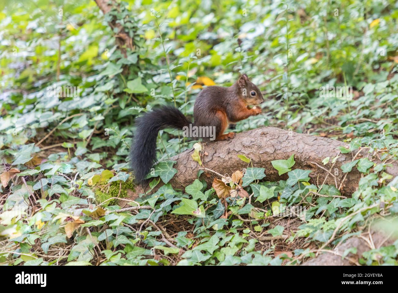 Wildlife mammal animal in wild forest. Cute shy rodent creature in ...