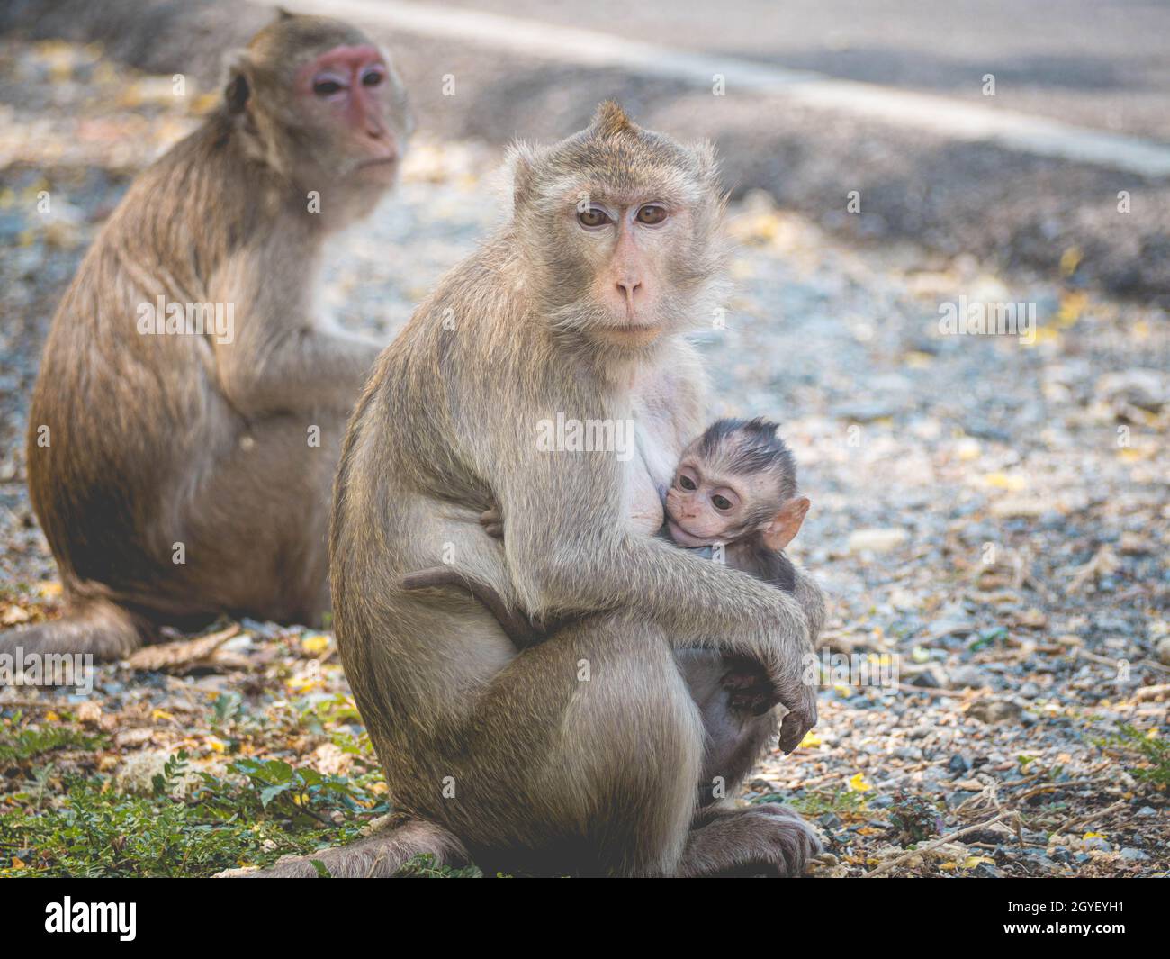Mother and her baby monkey. monkeys macaque in Thailand, South east ...