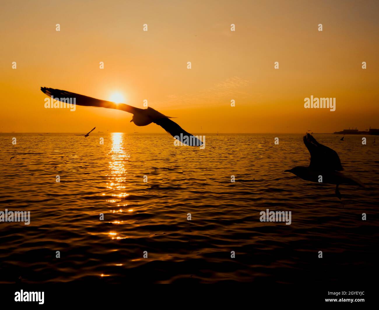 Sunset Sea Bird Silhouette sunset.Silhouette bird flying photography ...