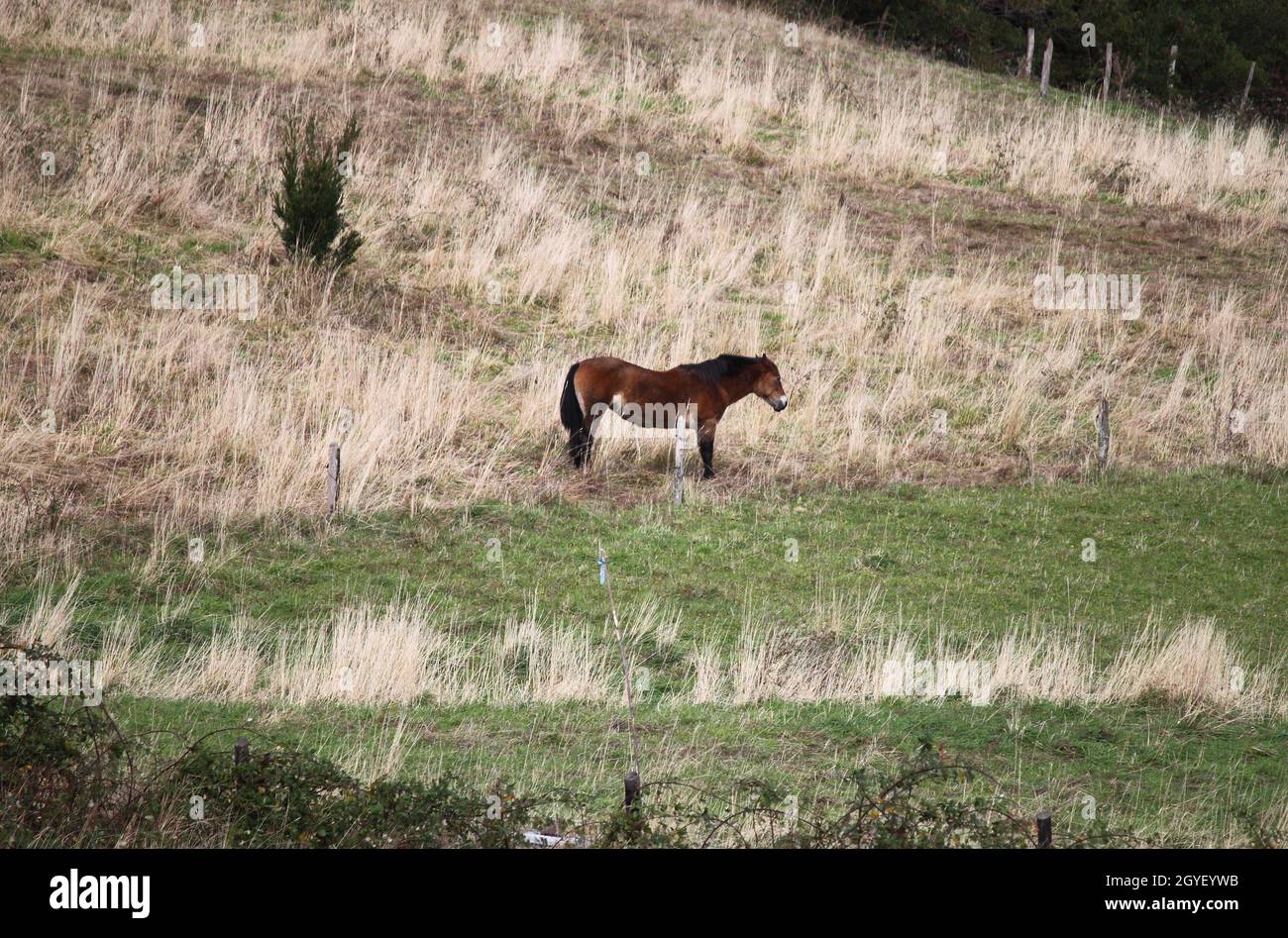 Free red horse standing hi-res stock photography and images - Alamy