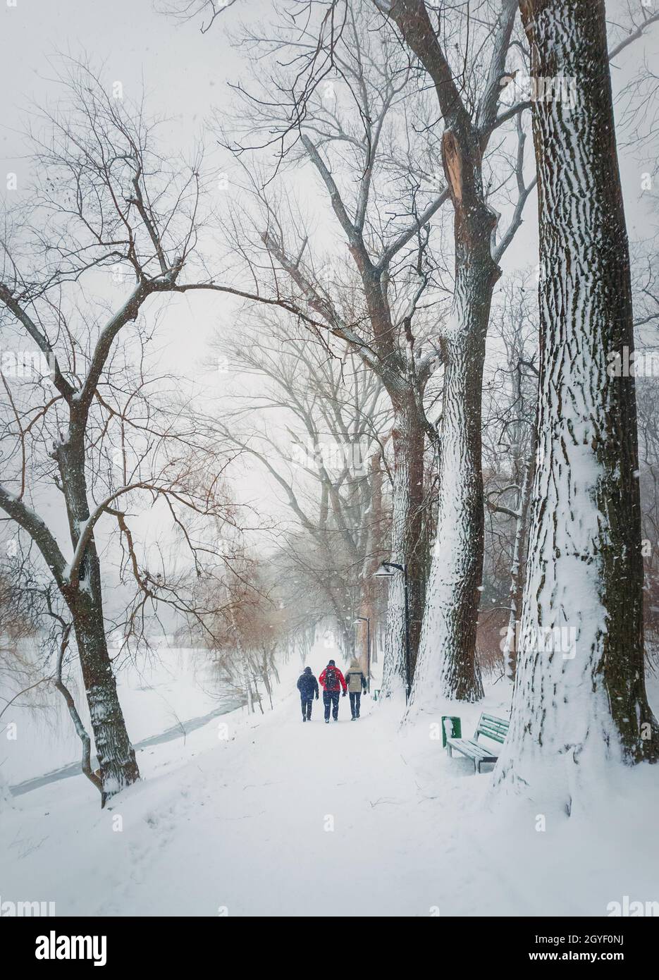 Three persons walks on a alley of the winter park in a cold and snowy ...