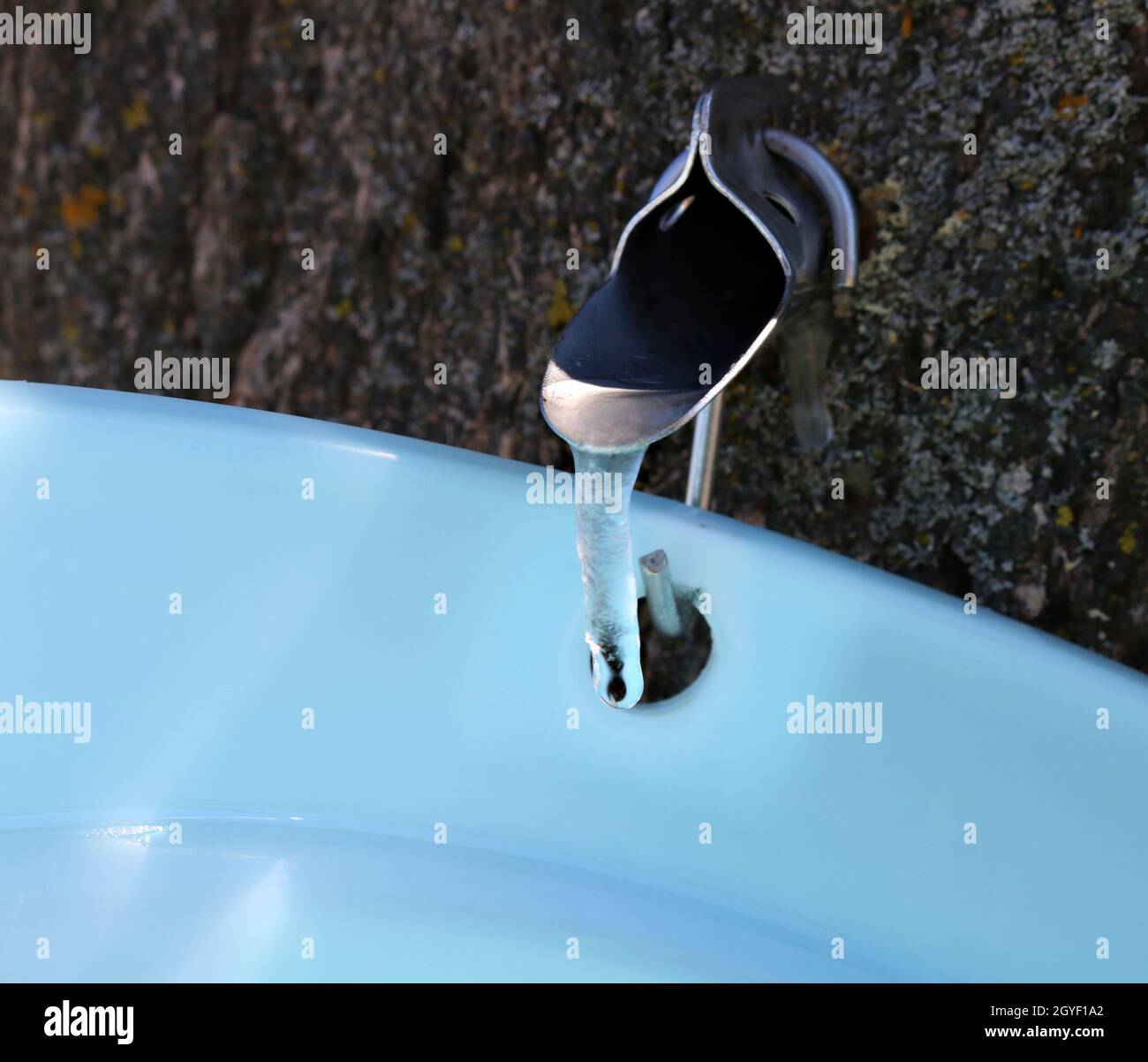 Frozen sap hanging from spile in Maple tree Stock Photo - Alamy