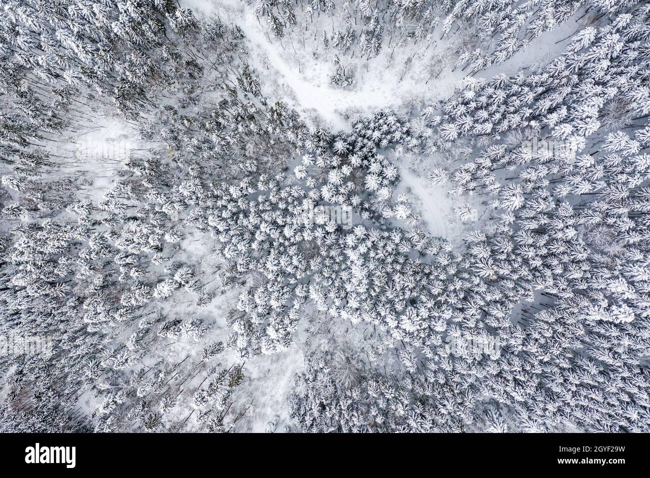 Trees tree forest woods in winter snow cold season aerial photo view ...