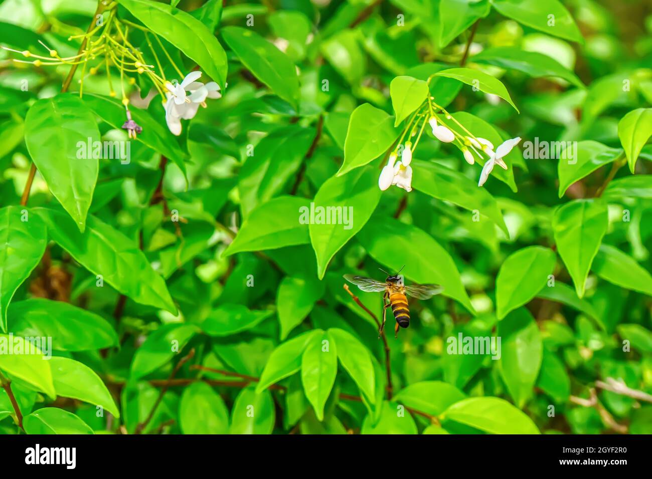 Bee eating pollen from flower on a nature background Stock Photo - Alamy