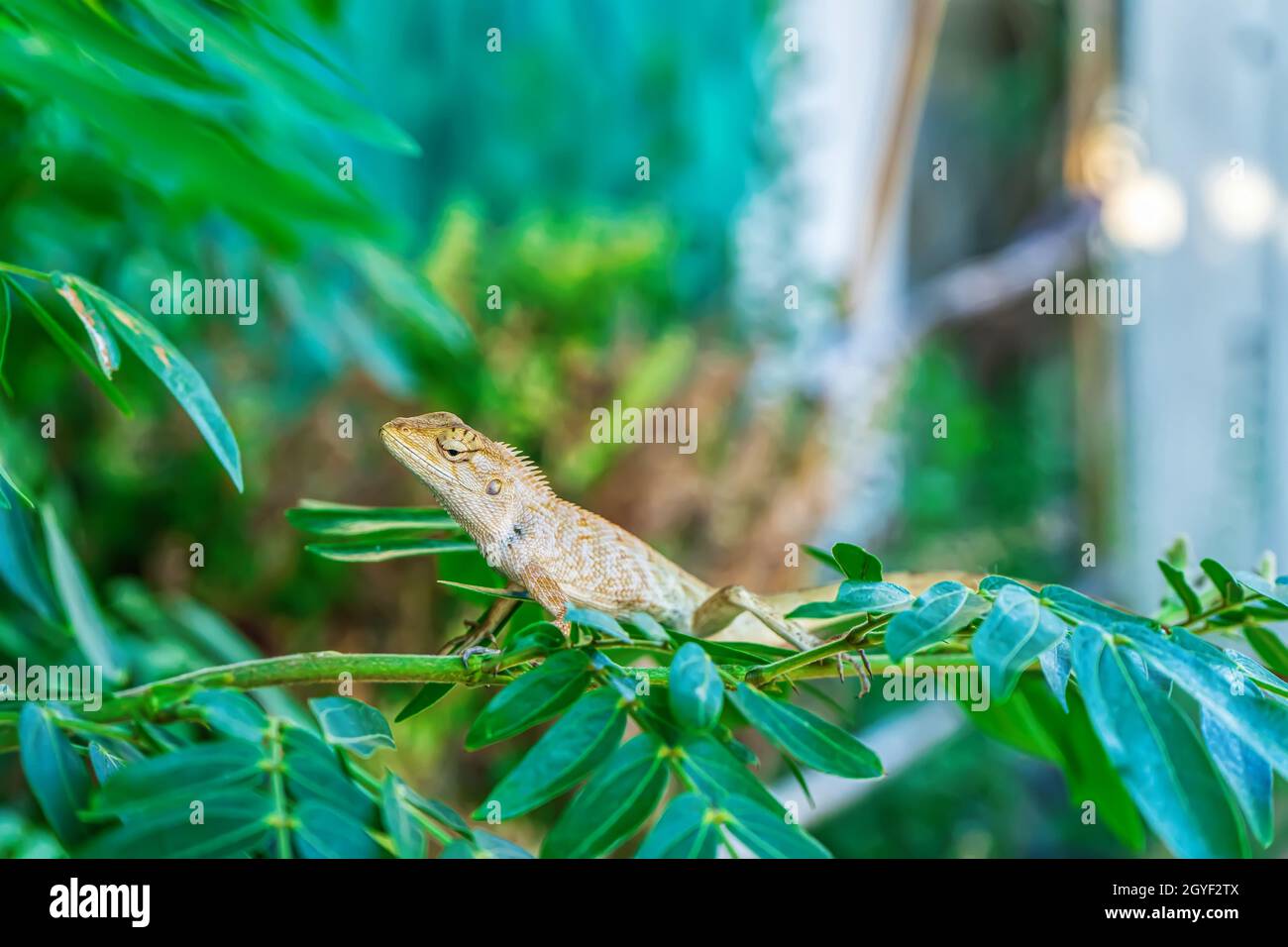 The chameleons on the tree in a nature background Stock Photo - Alamy