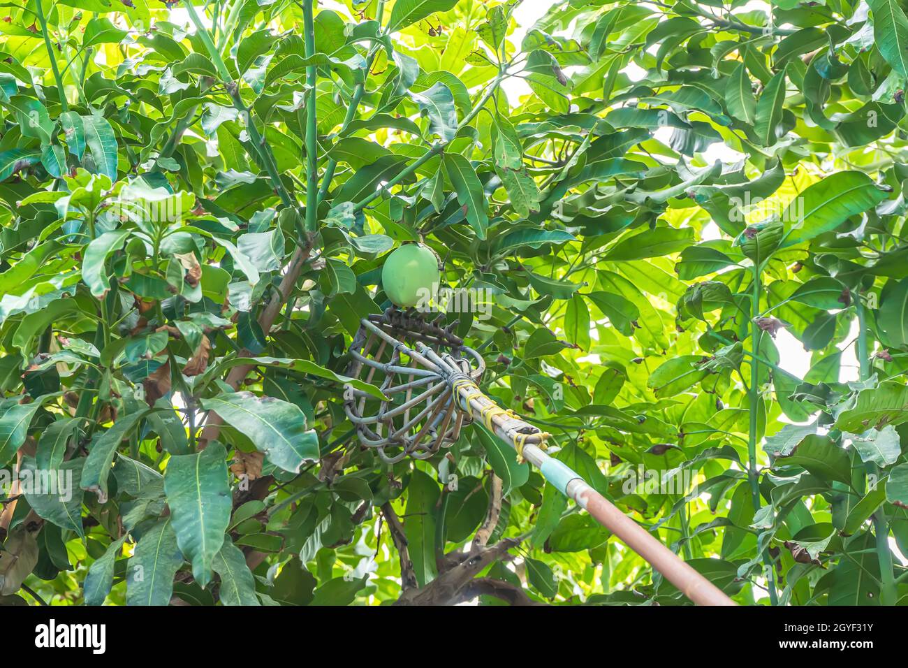 The picking mangoes from the tree Stock Photo - Alamy