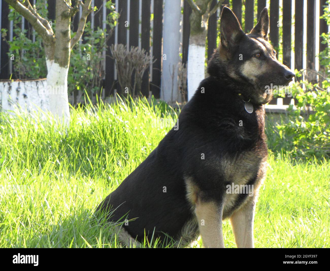 Beautiful shepherd dog in a sunny garden Stock Photo - Alamy