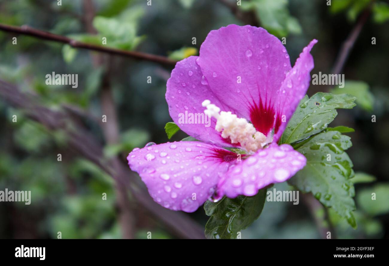 Syrian ketmia flowers, Hibiscus syriacus. Syrian hibiscus ornamental ...