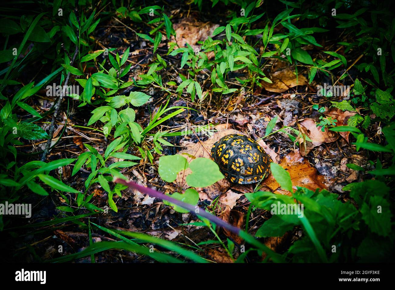 Yellow spotted turtle hi-res stock photography and images - Alamy