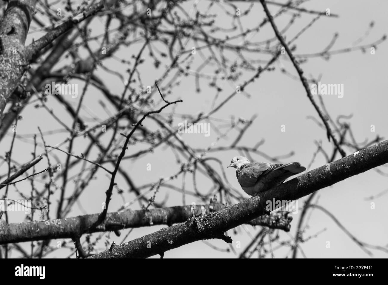 Grayscale low angle shot of a pigeon perched on a tree branch Stock ...