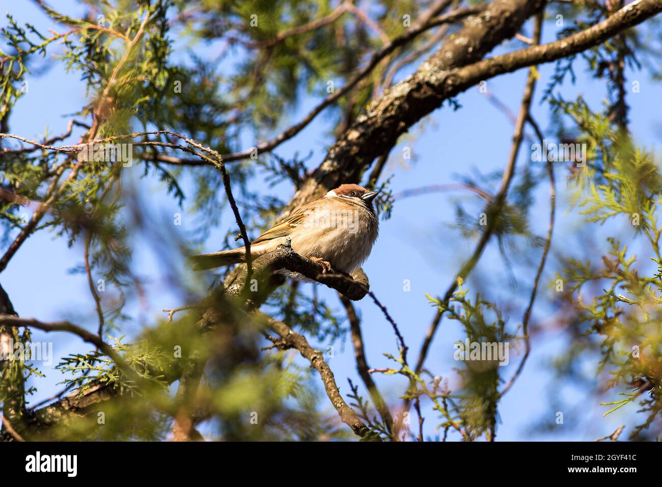 Low angle shot of a sparrow bird on a branch Stock Photo - Alamy