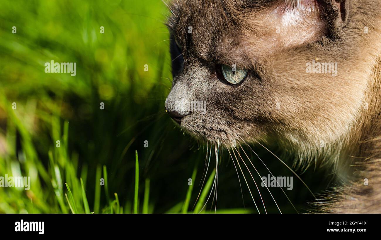 Closeup shot of an adorable brown cate face Stock Photo - Alamy