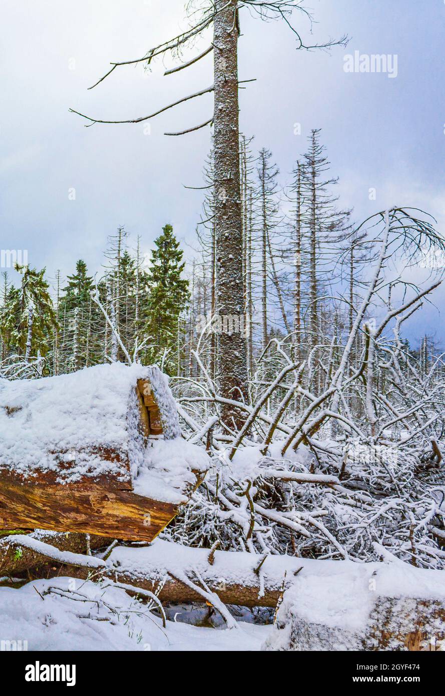 The dying silver forest and snowed in dead fir spruce trees and ...