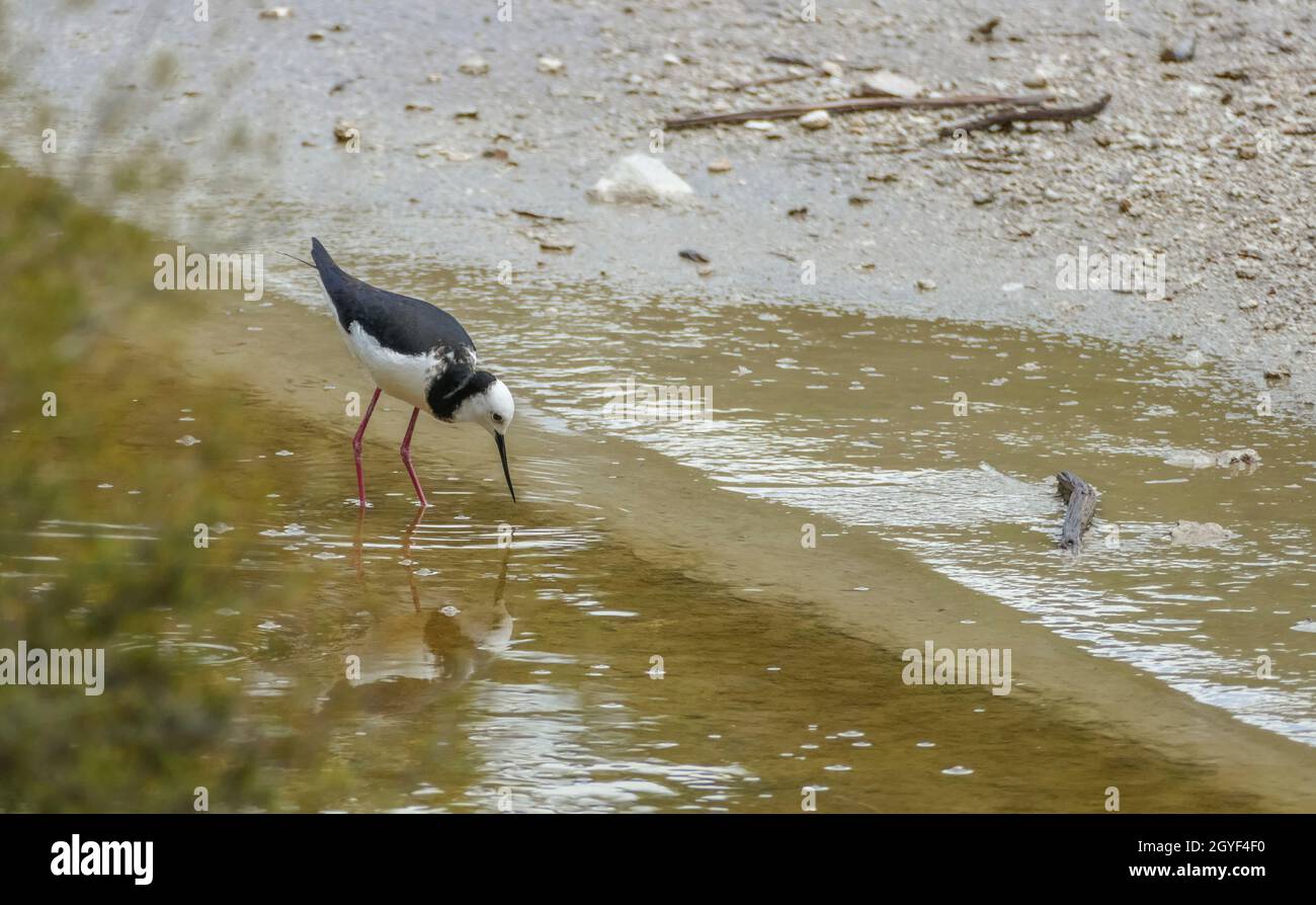 Wading bird at Waiotapu, a geothermal area in New Zealand Stock Photo ...