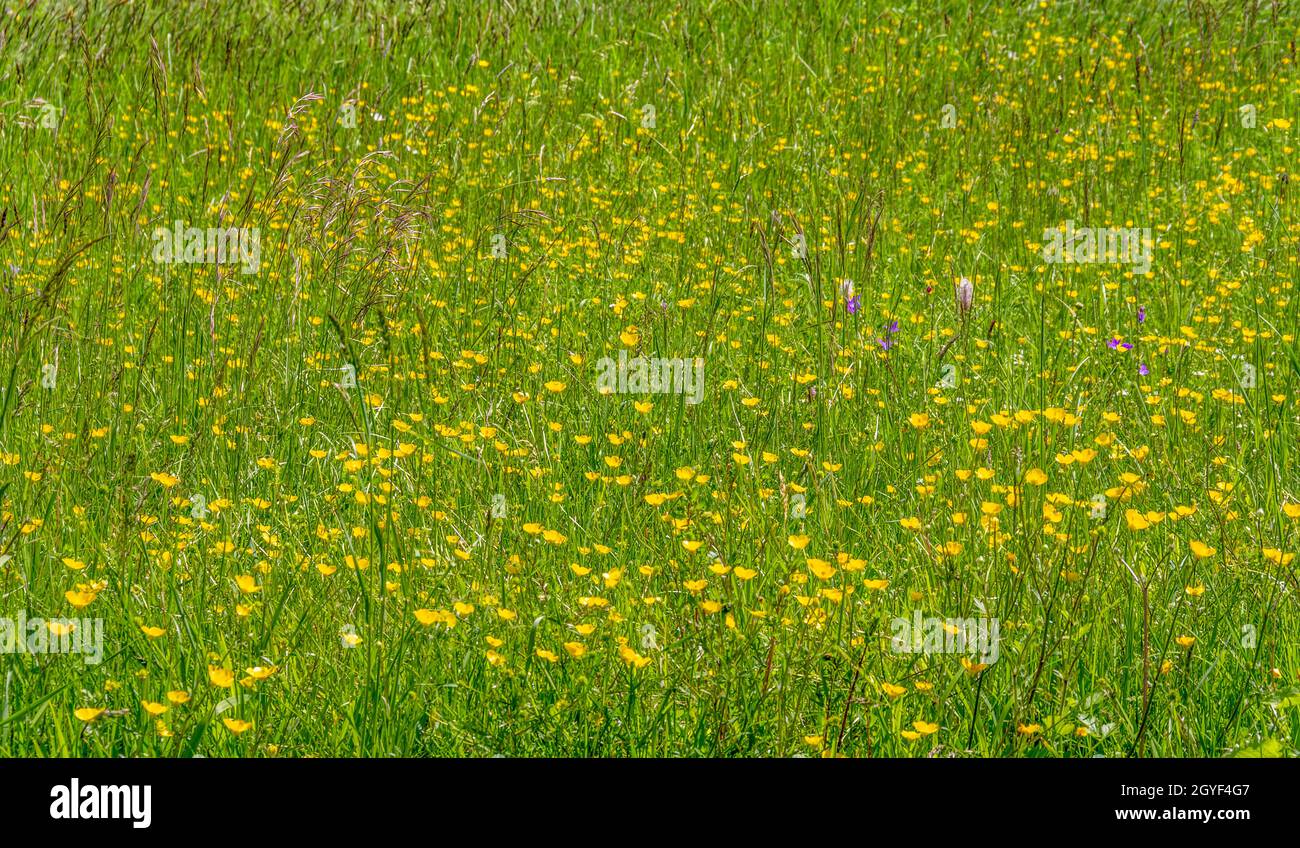 Full frame sunny flower hi-res stock photography and images - Alamy