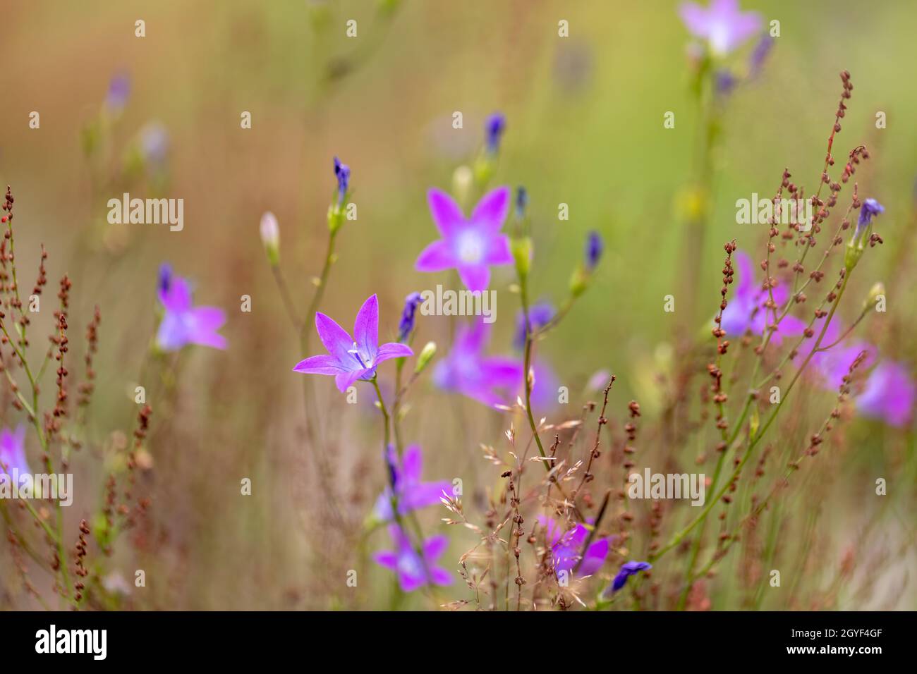 flower campanula patula, wild flowering plant in summer meadow ...